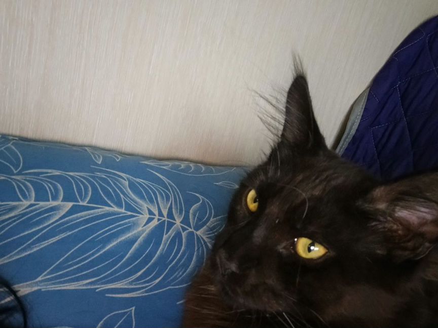 Подарю котика, чуть меньше года. Породистый