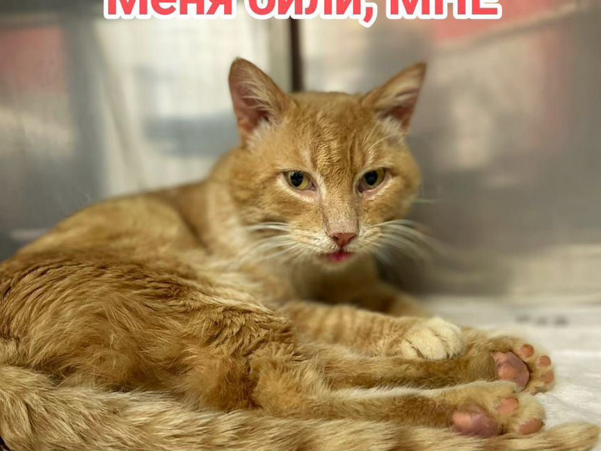 Кошки в добрые руки бесплатно