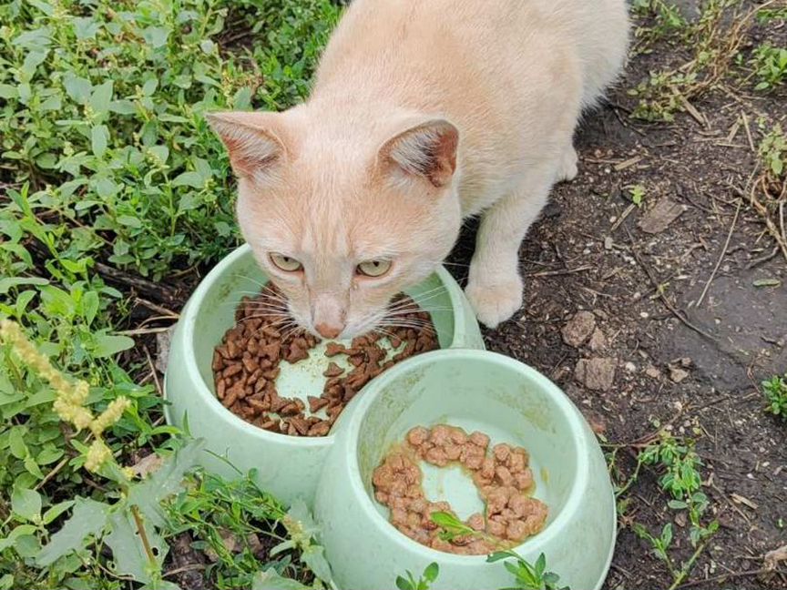 Отдам котика мегаласкового