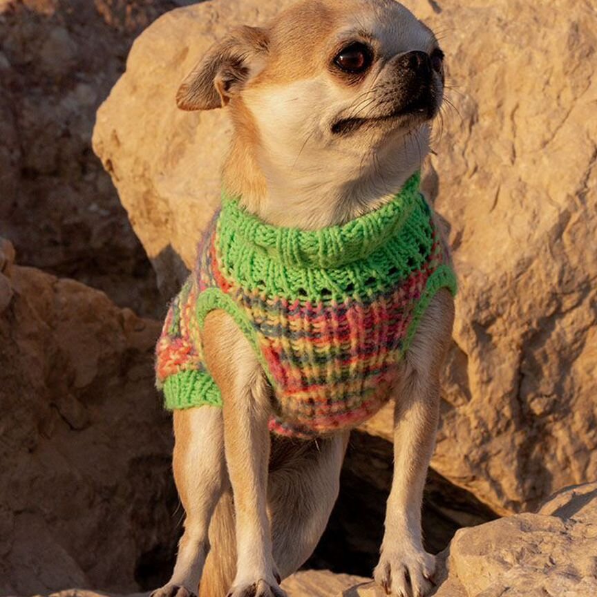 Вязанная жилетка для собаки маленькой породы