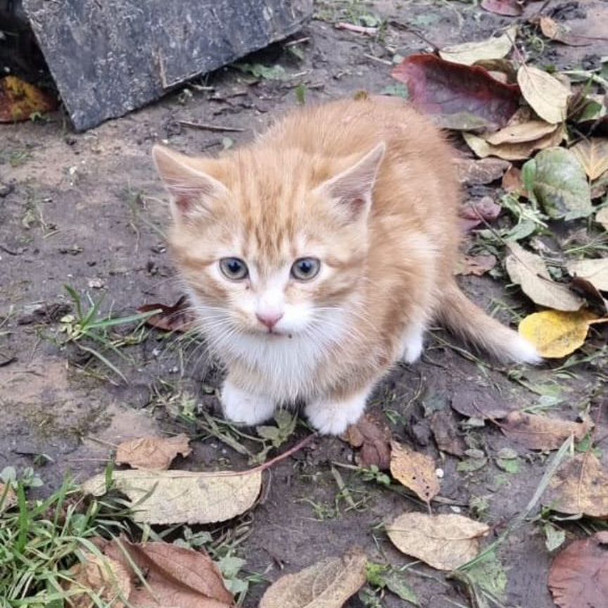 Маленький котенок, девочка, замерзает на улице