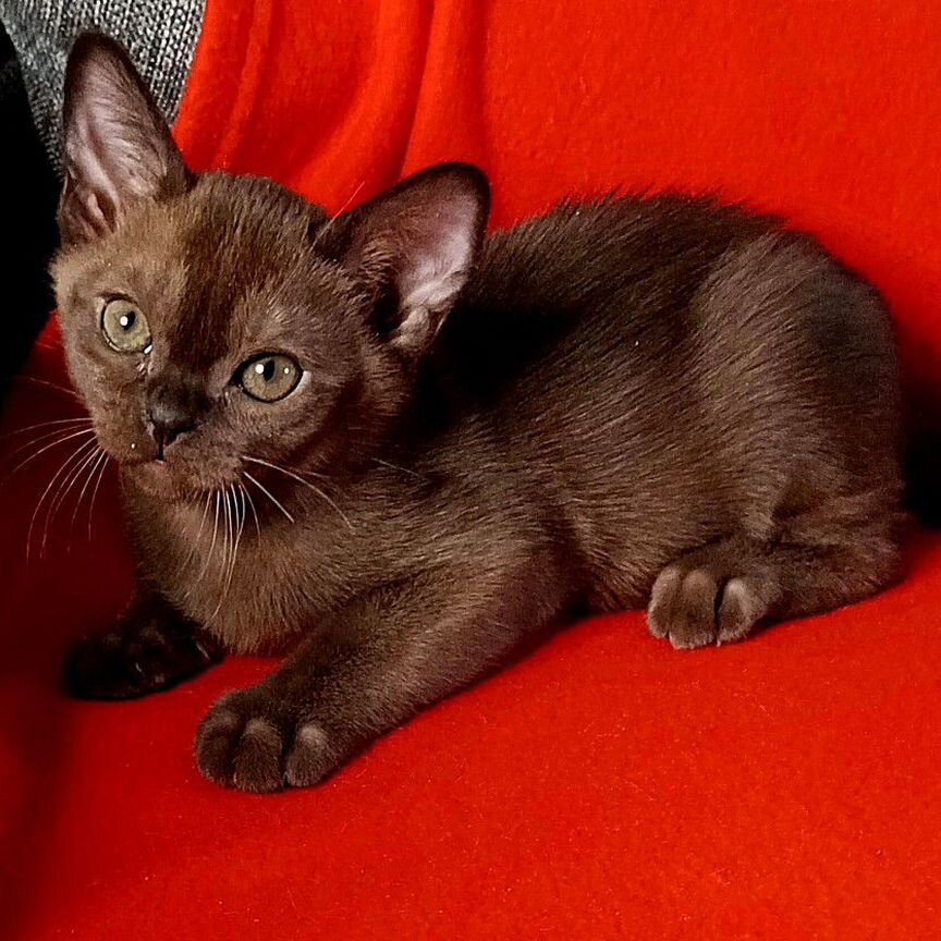 Бурма соболь