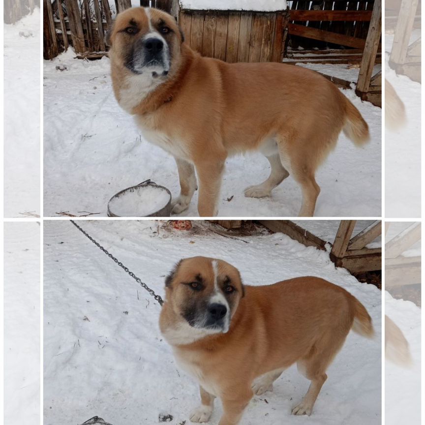 Собака в добрые руки