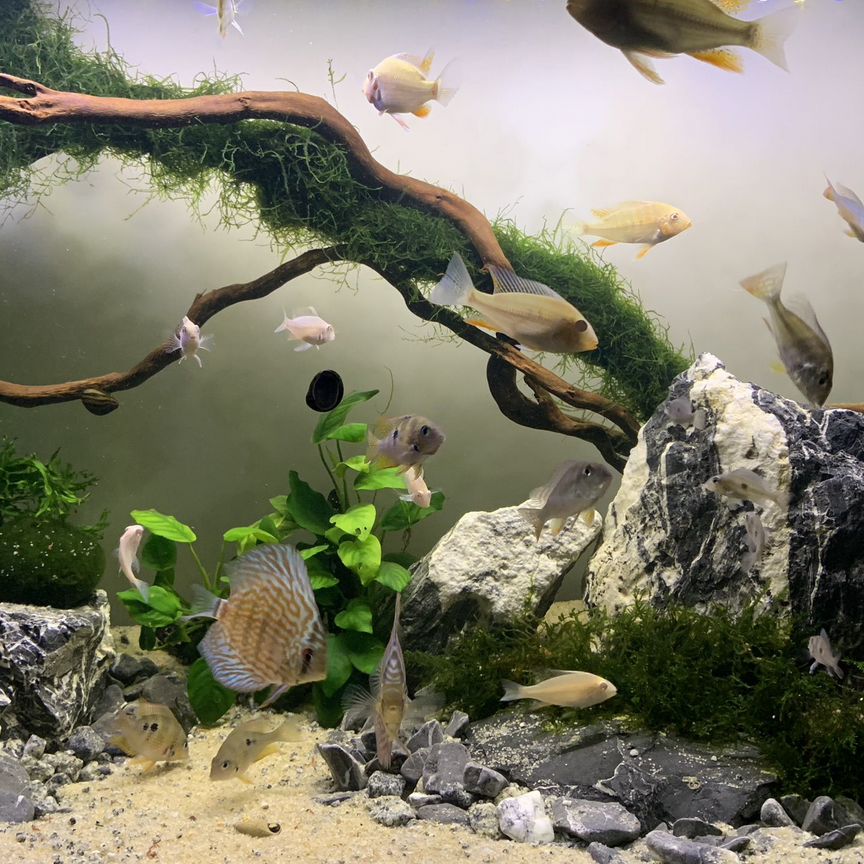 Акарихтис Хеккеля