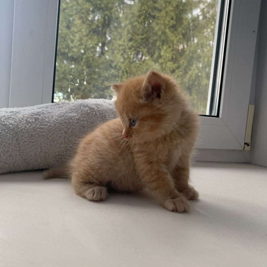 Рыжий котенок