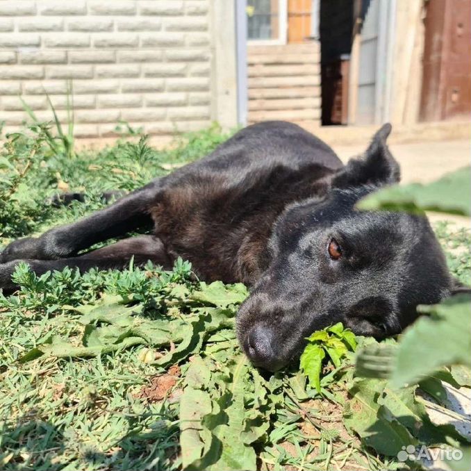 Багира ищет дом