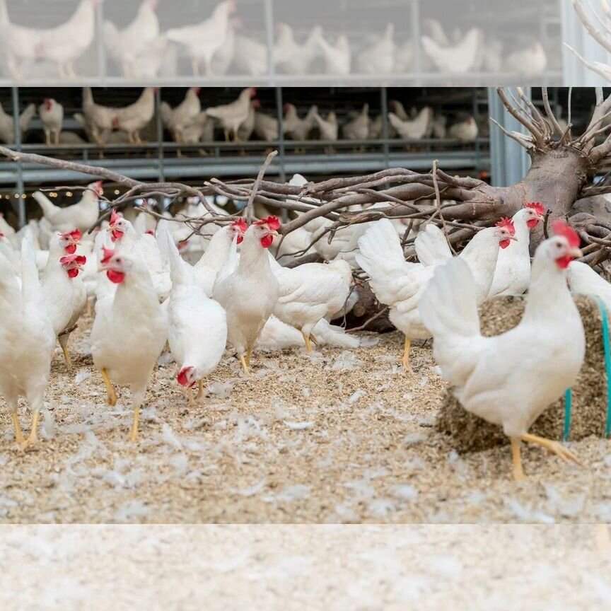 Куры несушки