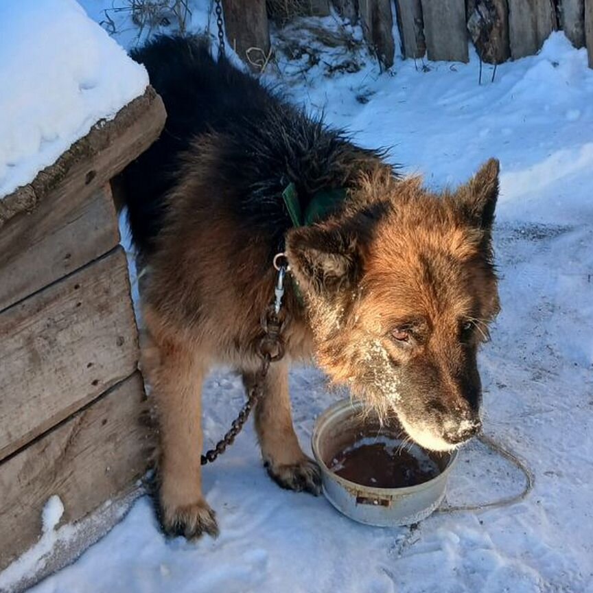 Немецкая овчарка, взрослый пёс