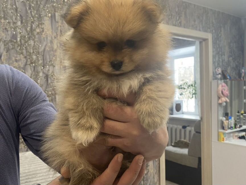 Померанский шпиц