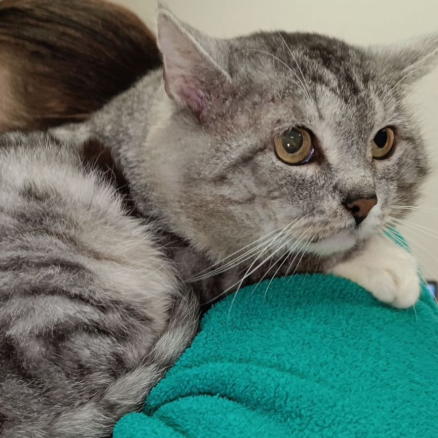 Взрослый кот в добрые руки