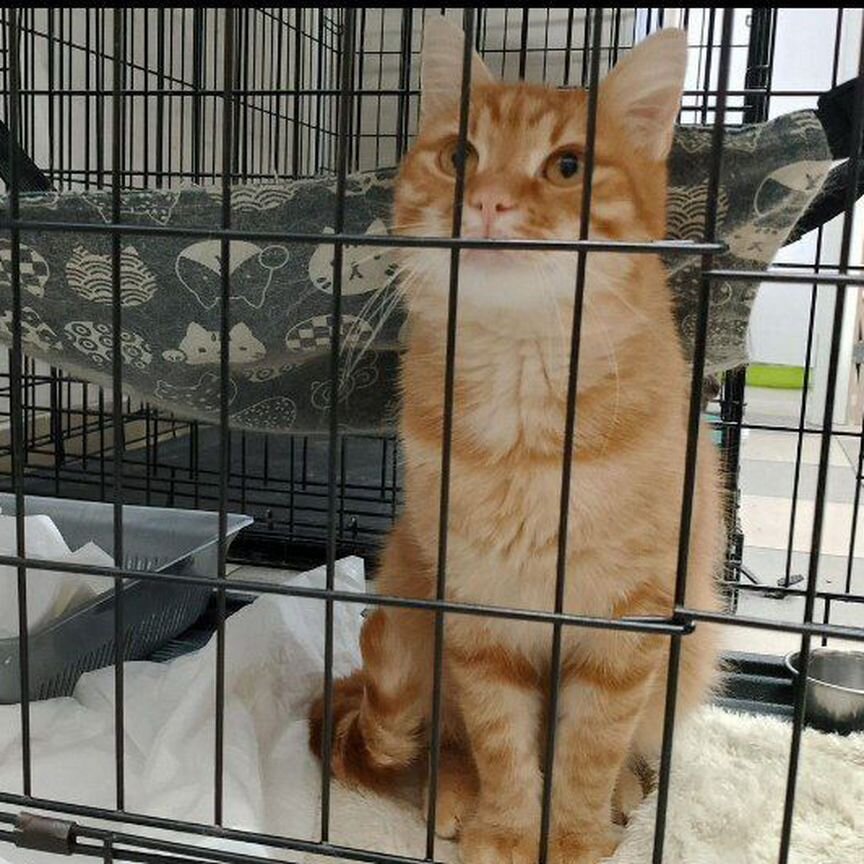 Взрослый кот в добрые руки