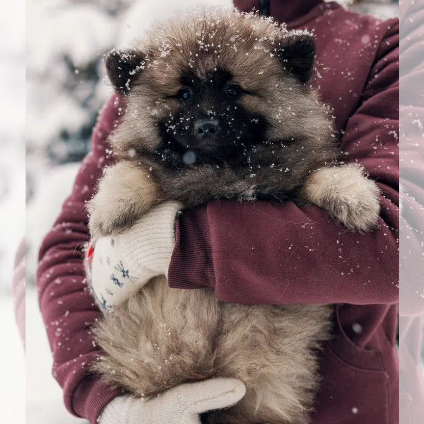 Вольфшпиц, щенок