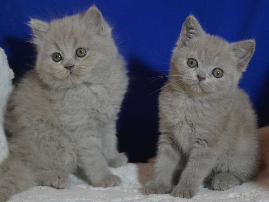 Лиловые британцы, коты