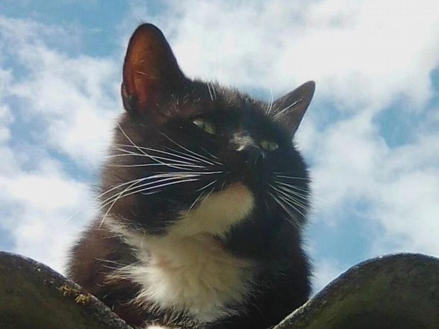 Котята в добрые руки даром