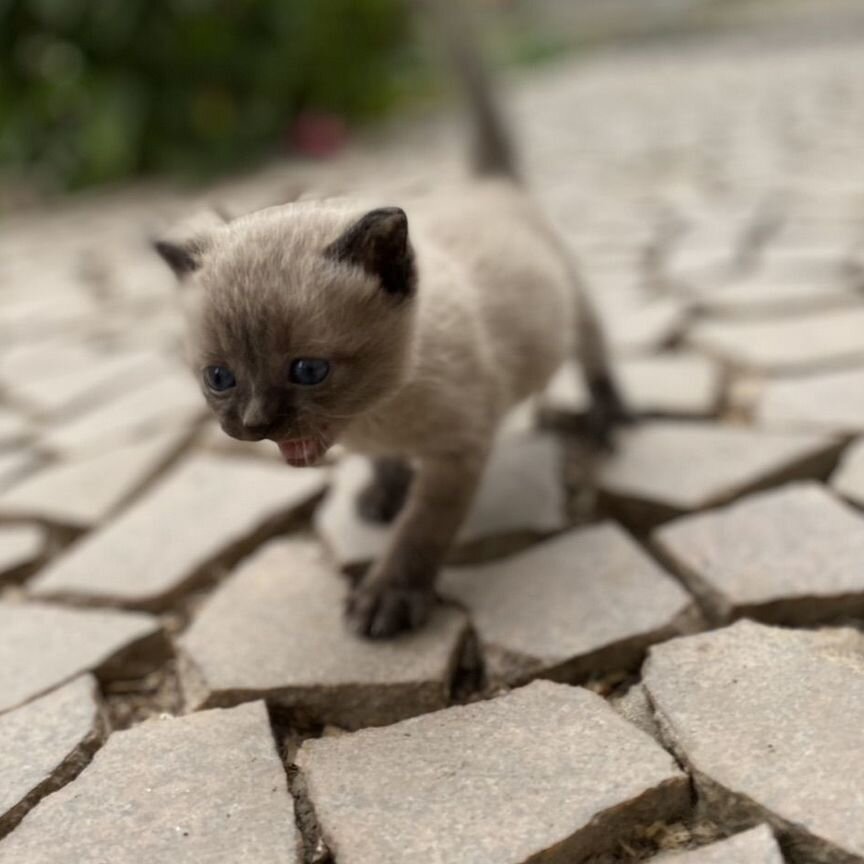 Сиамский котенок мальчик