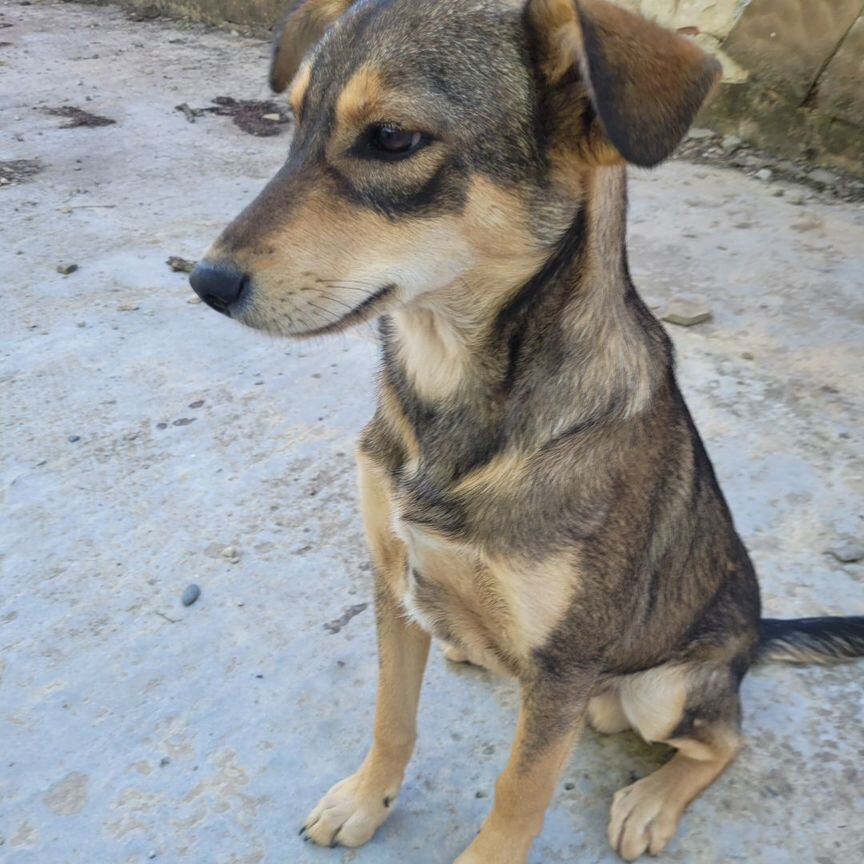 Красавчик мальчик 8 месяцев собака