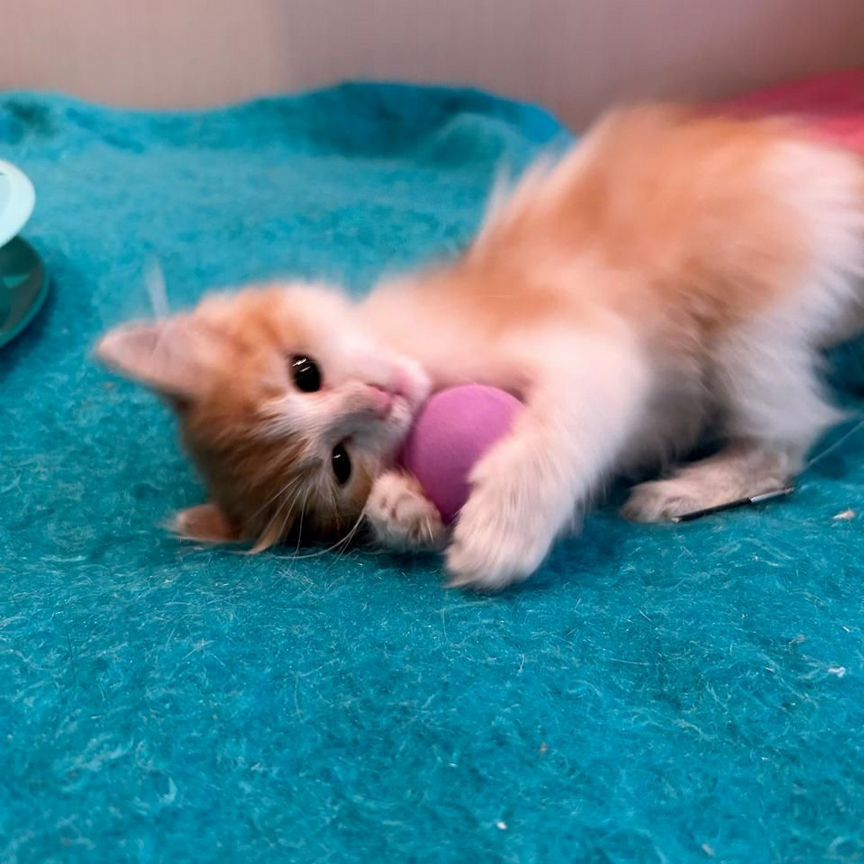 Алиса, котенонок, 2 месяца