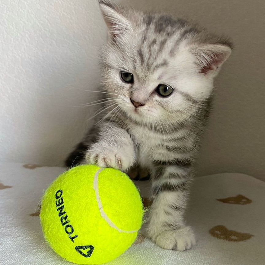Котенок