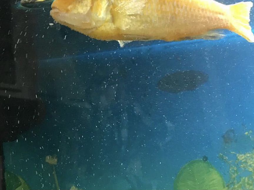 Рыбка аквариумная Колибри