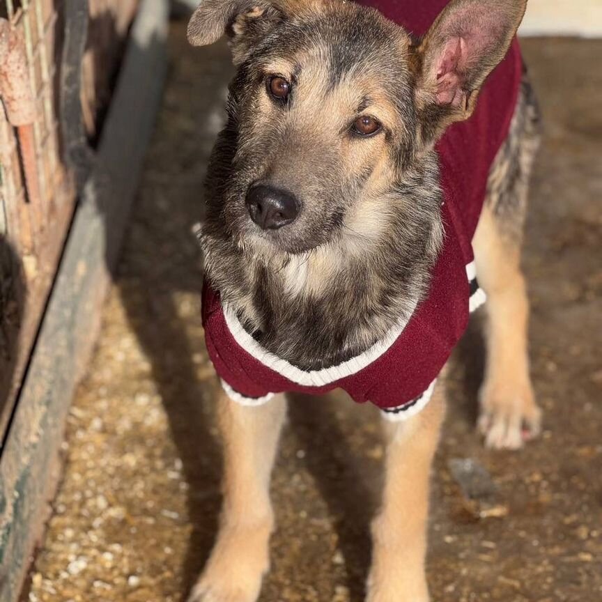 Славная Искорка в добрые руки