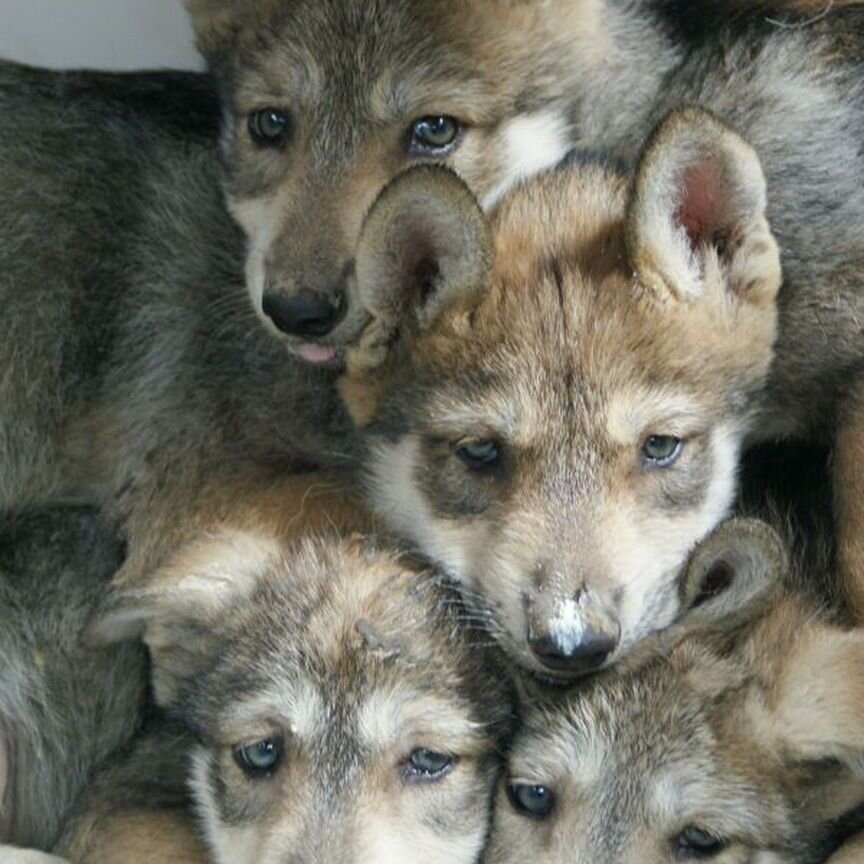 Лайка   Волк - щенки волэндов