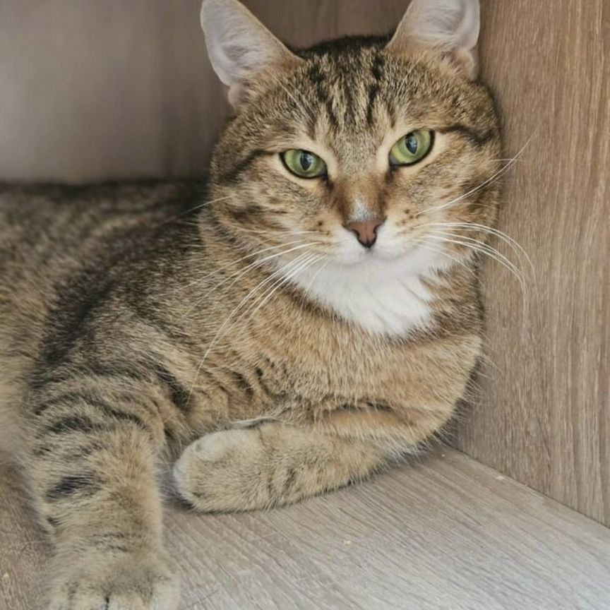 Котик Фенёк в добрые руки