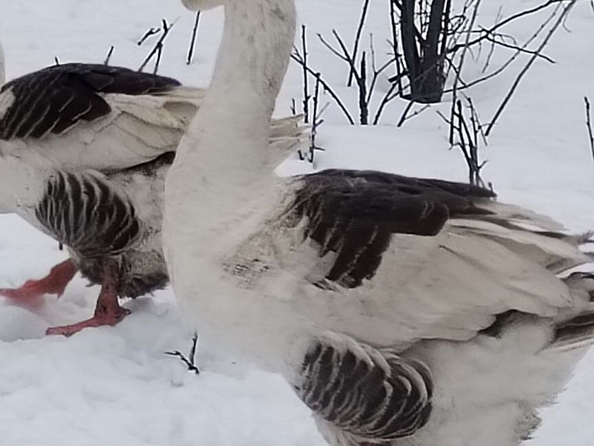 Гусь холмогорский