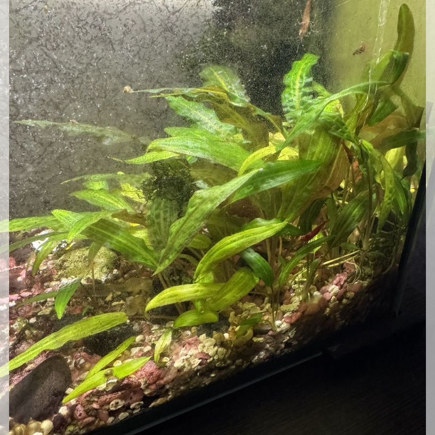 Криптокорина растение для аквариума