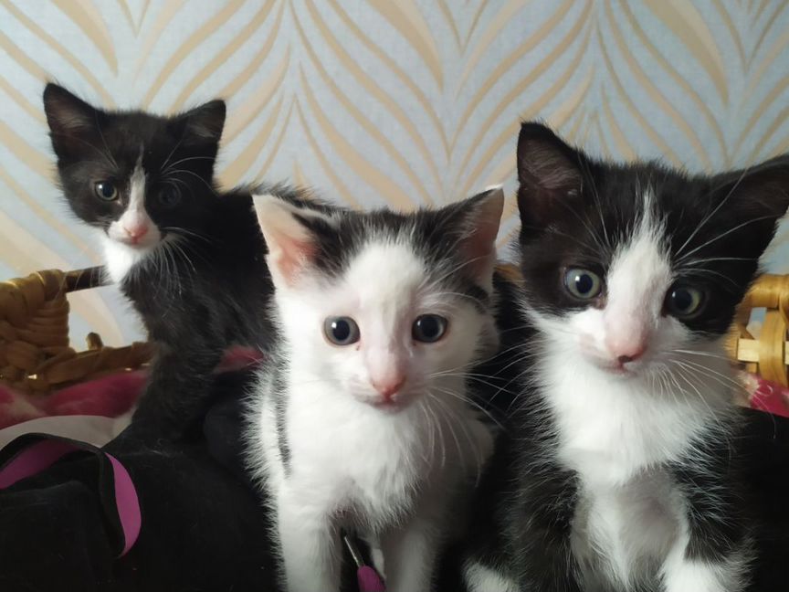 Котята в добрые руки