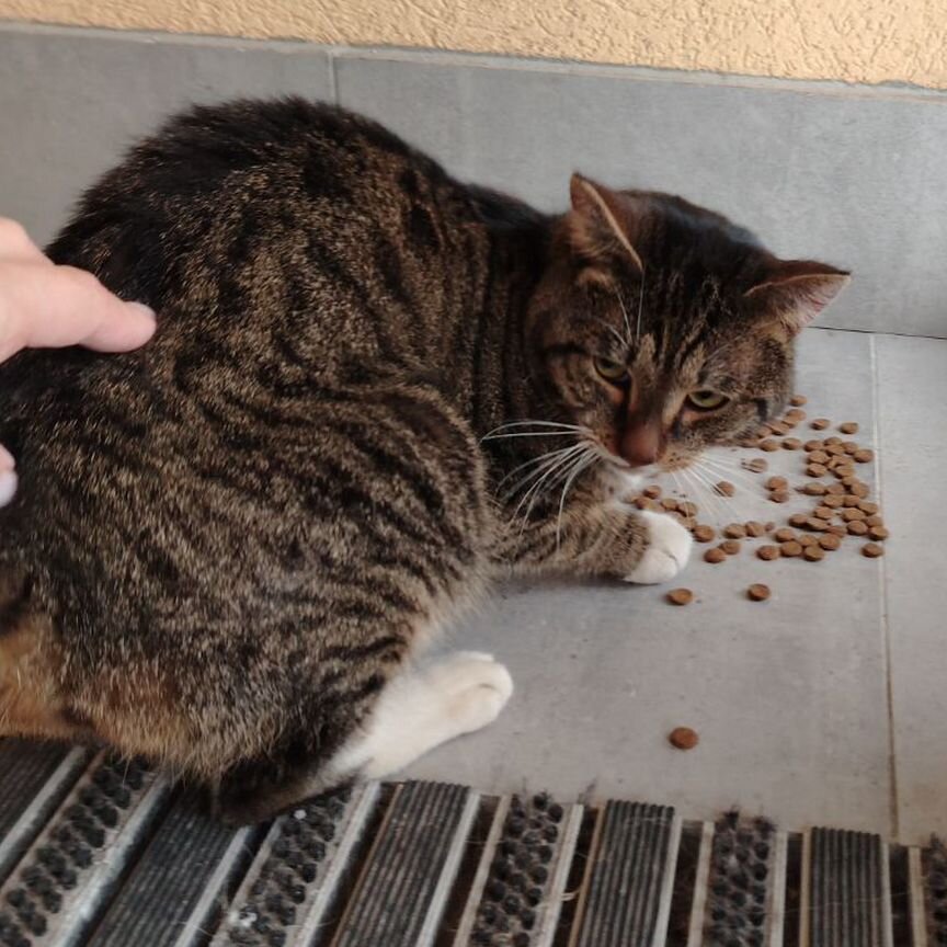 Взрослый кот в добрые руки