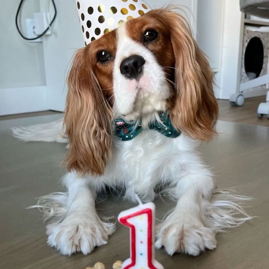 Тортик для собаки (бенто)