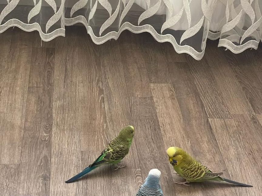 Чистокровный чехи попугай