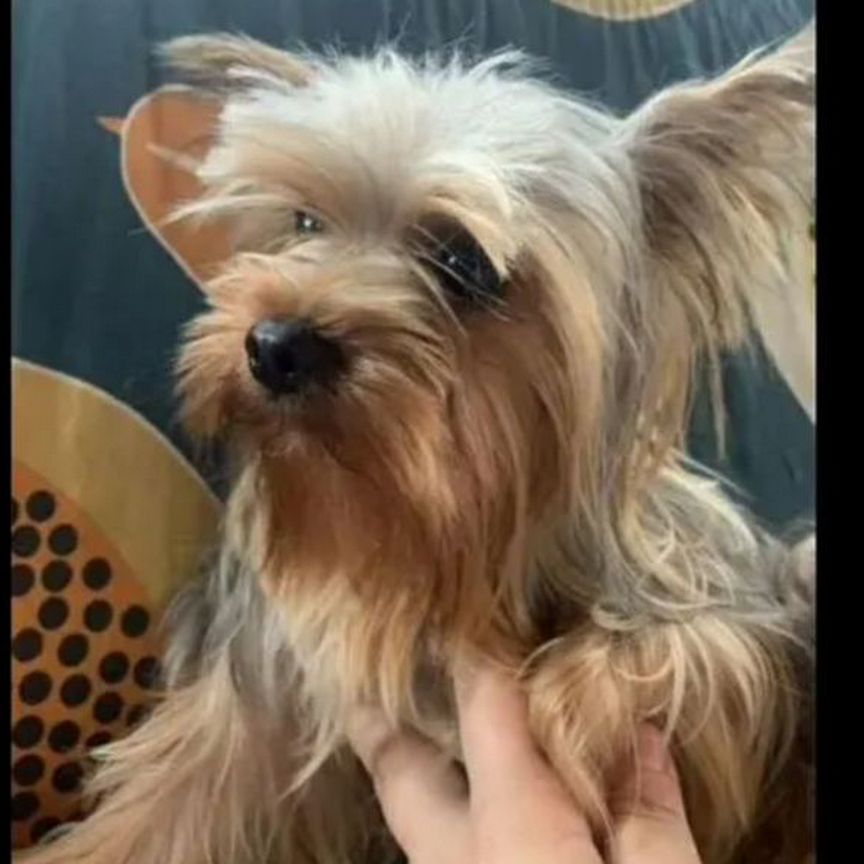 Йоркширский терьер, взрослый пёс