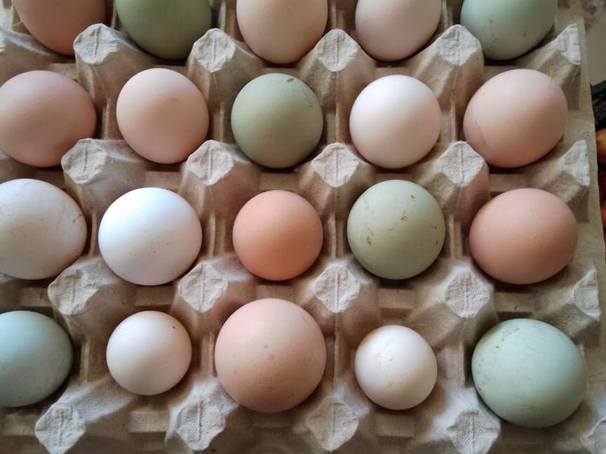 Яйцо куриное инкубационное