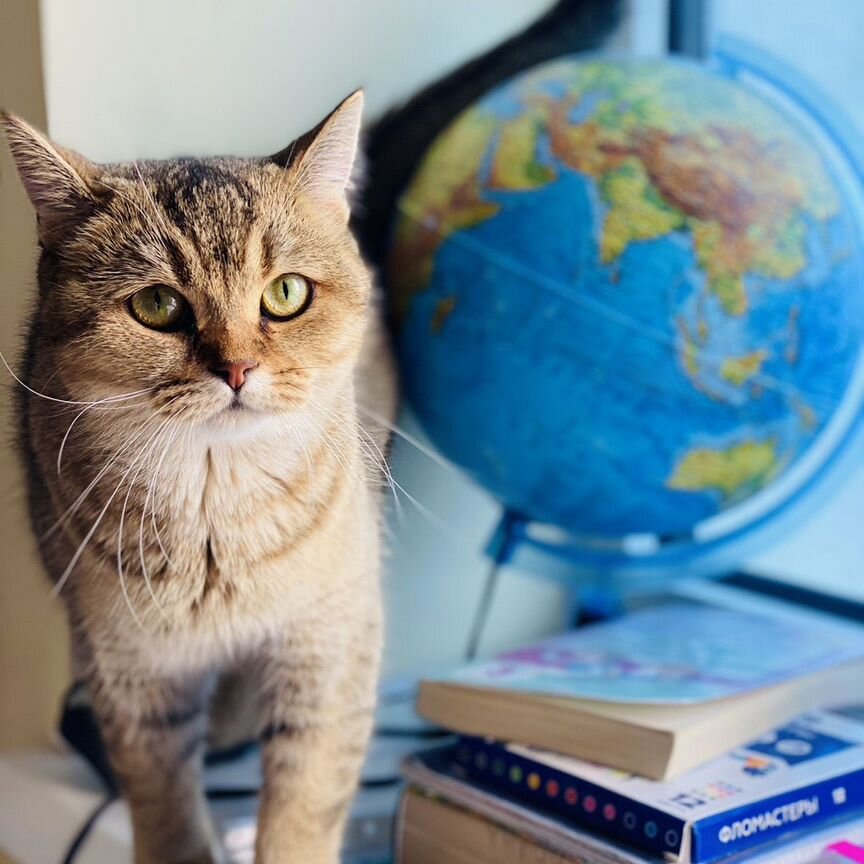 Кошка золотая шиншилла в добрые руки