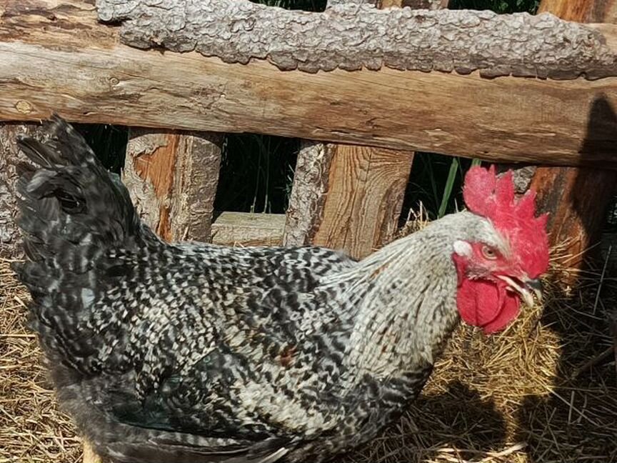 Петушки Гриз бар