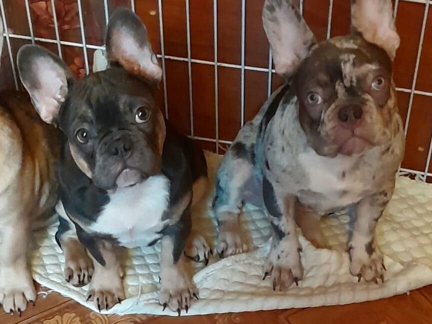 Две прелестные девочки Французского бульдога