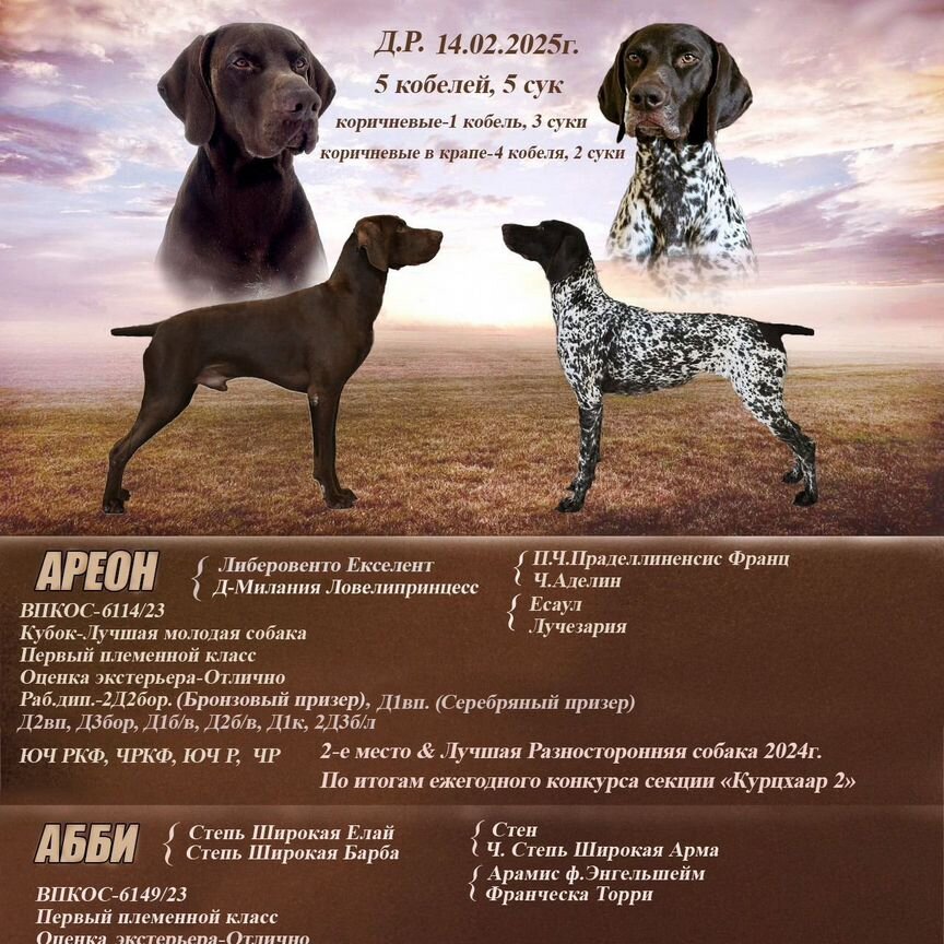 Щенки курцхаар