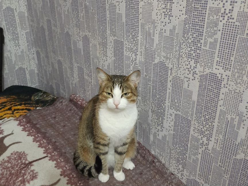 Кошка