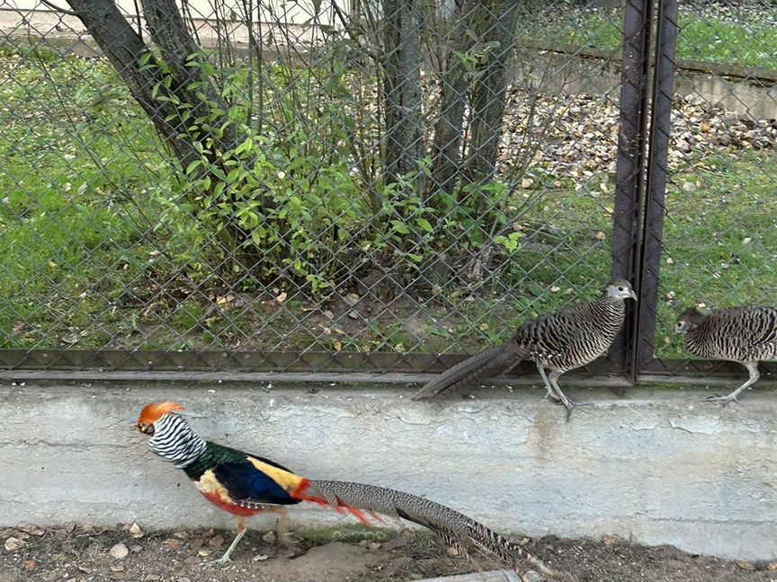 Фазаны алмазные