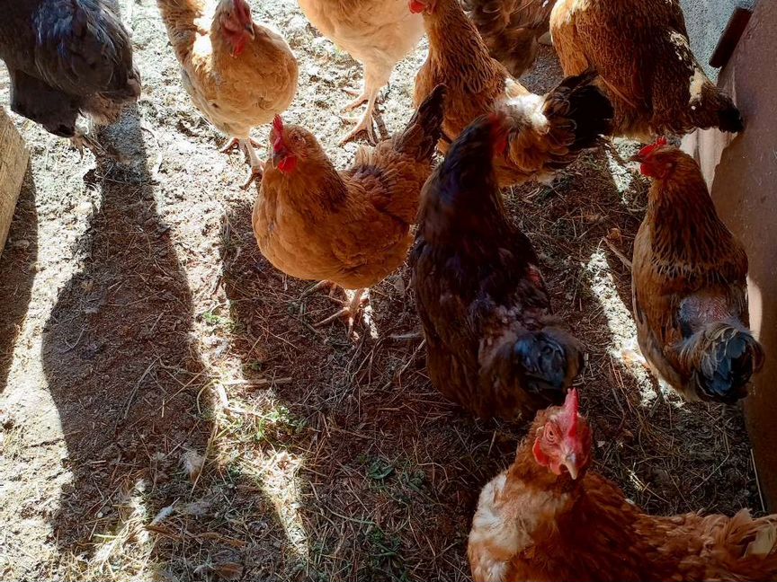 Куры несушки оптом