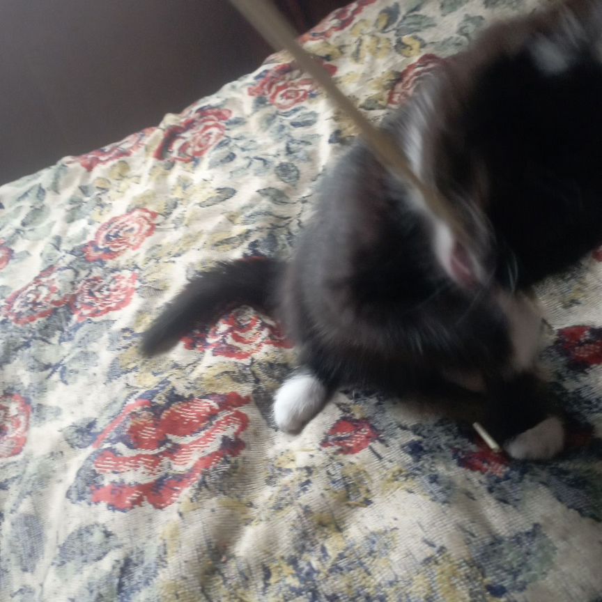 Котик и кошечка