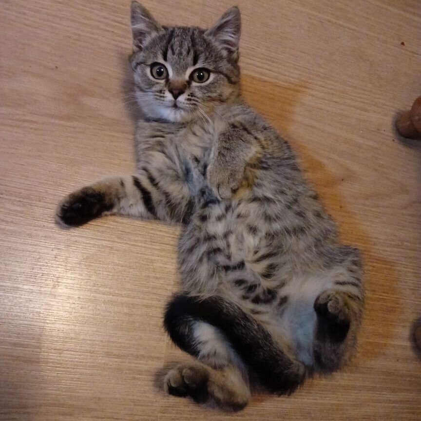 Кошечка от британской кошки