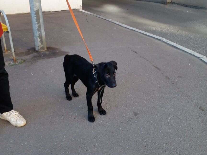 Щенок мальчик