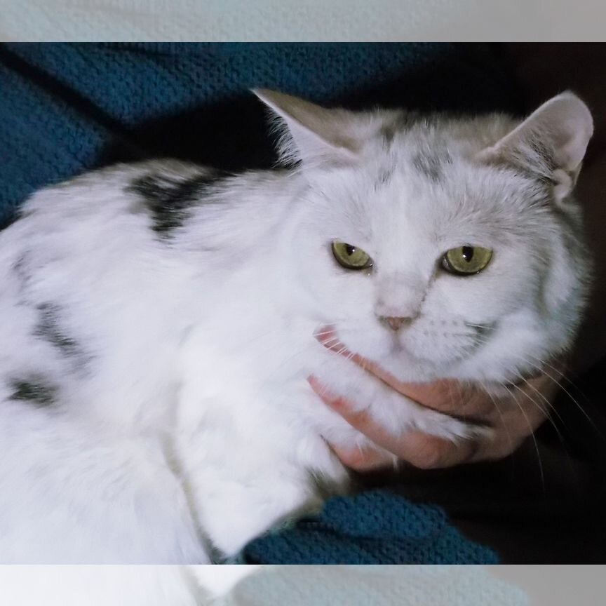 Британская короткошёрстная, взрослая кошка