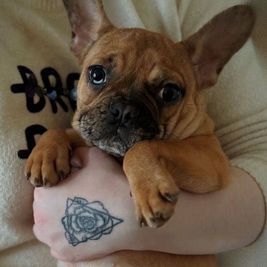 Французский бульдог щенок палевый мерле мальчик