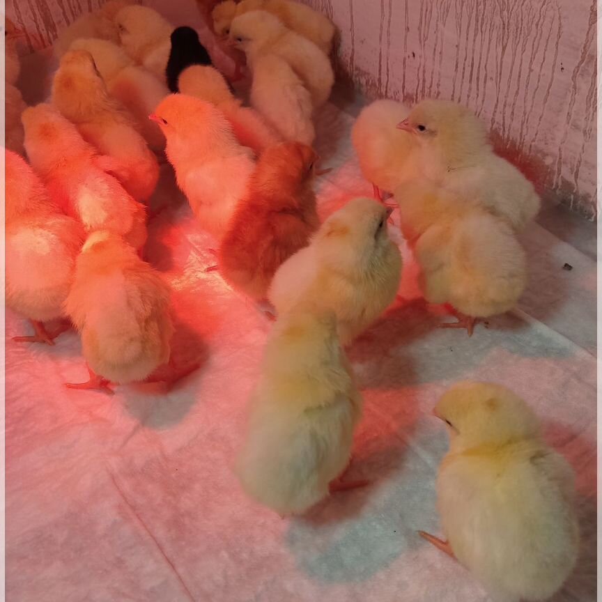 Цыплята несушки леггорн