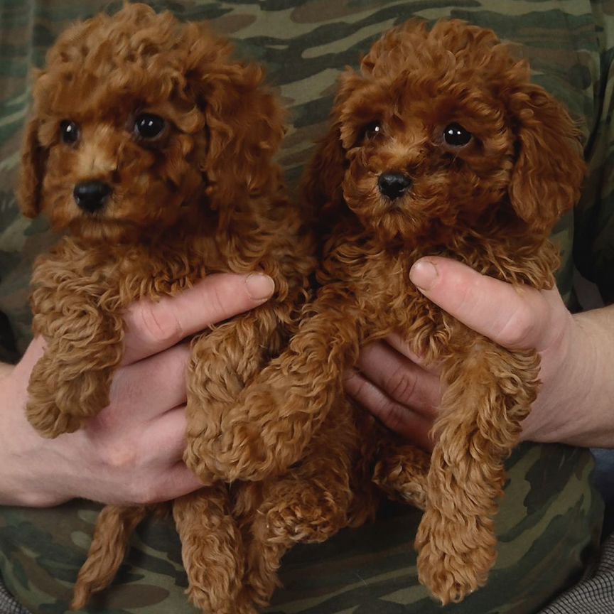 Той-пудель, щенок