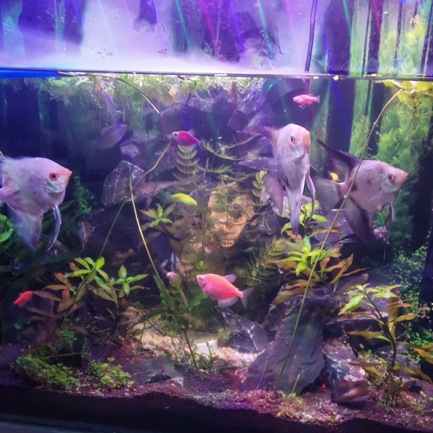 Рыбки скалярии