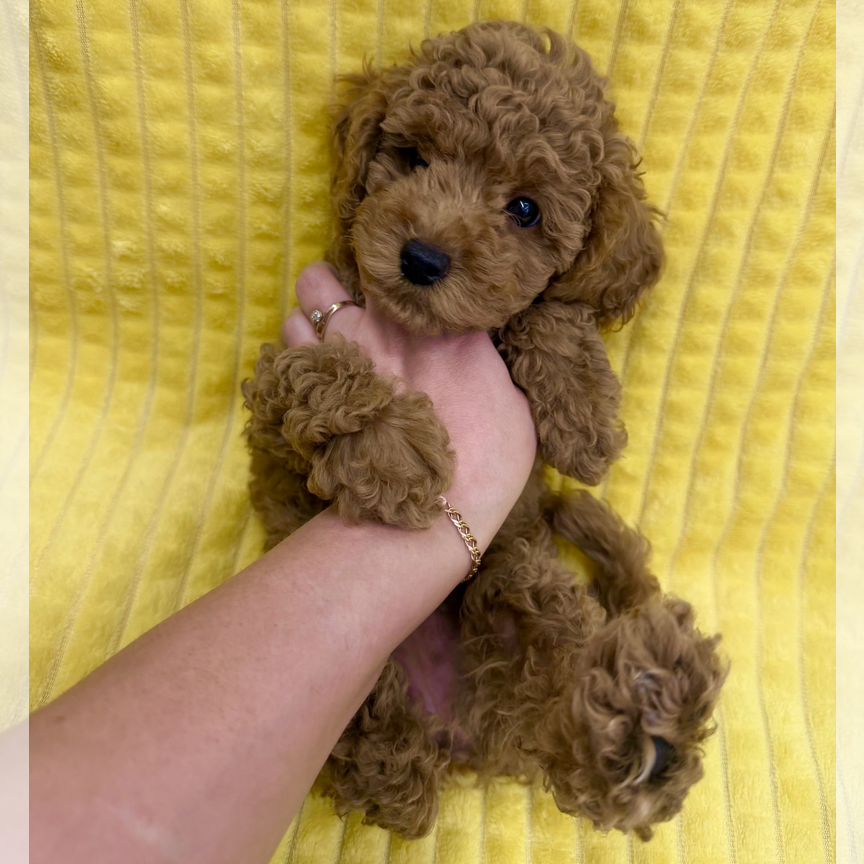 Той-пудель, щенок